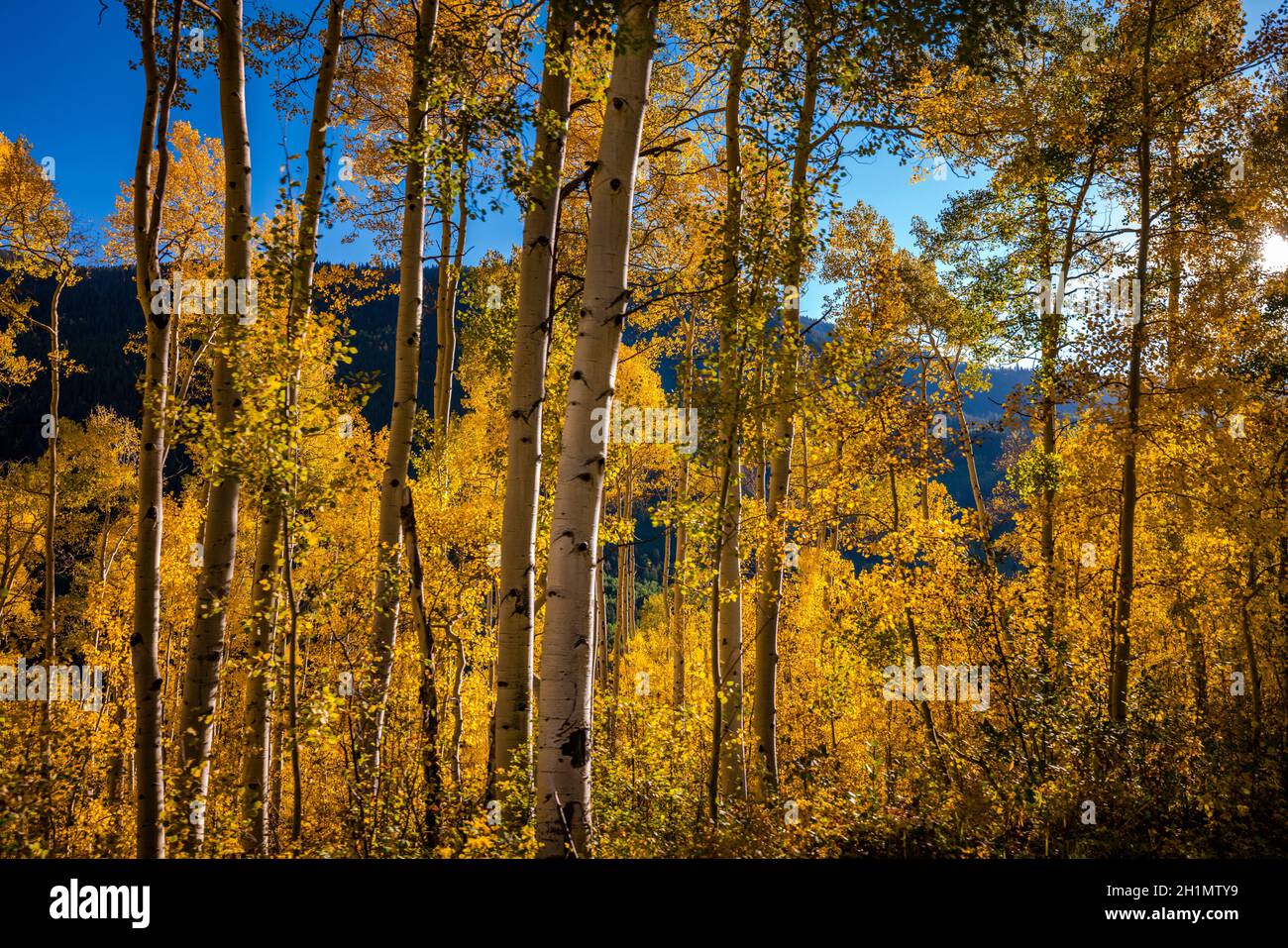Aspen trees colours hi-res stock photography and images - Alamy