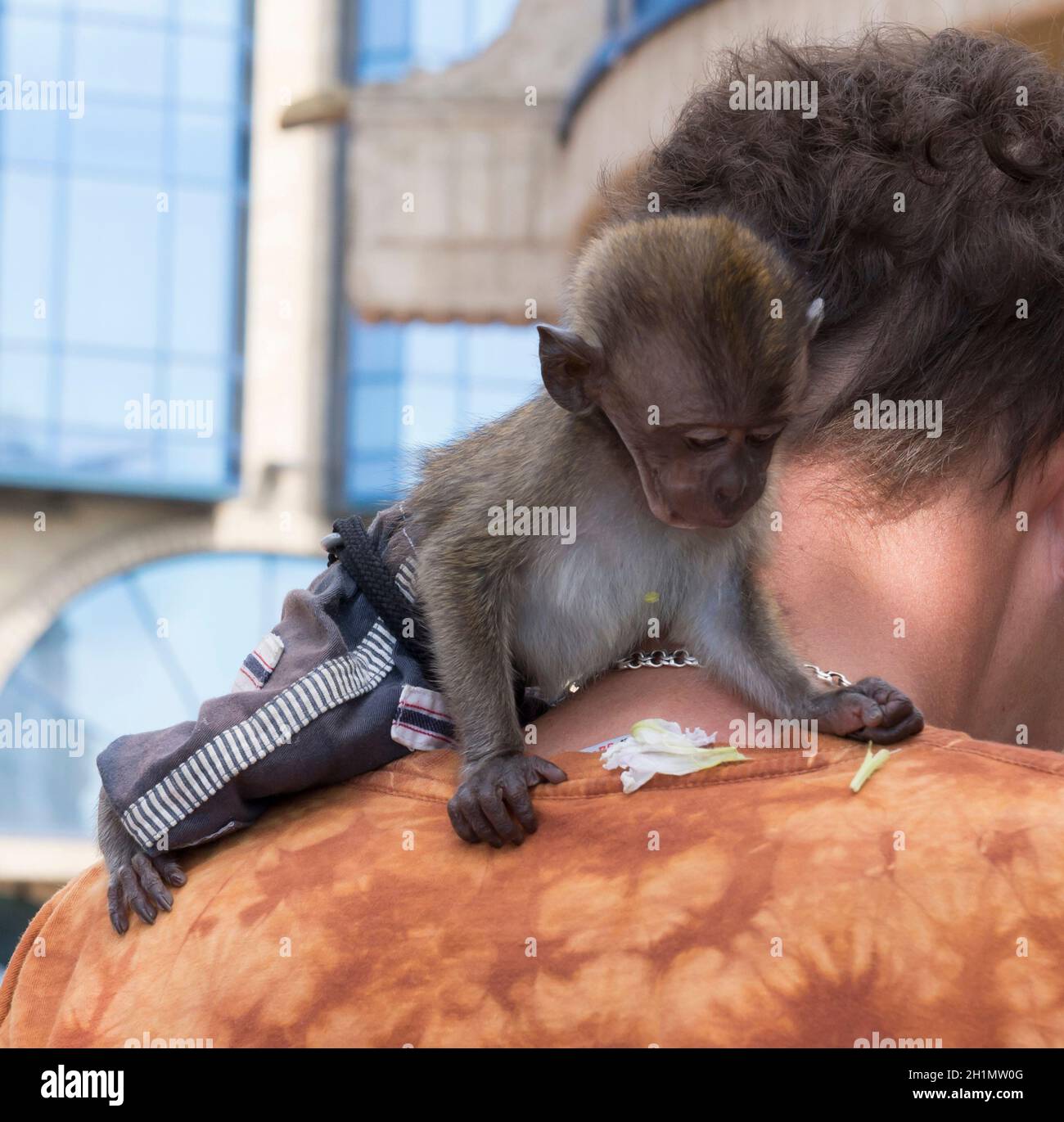 Hand feeding a baby monkey hi-res stock photography and images - Alamy