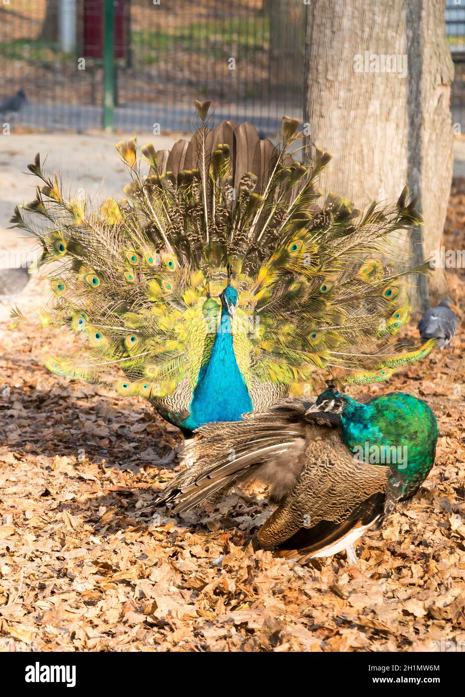 Pair of peacocks hi-res stock photography and images - Alamy