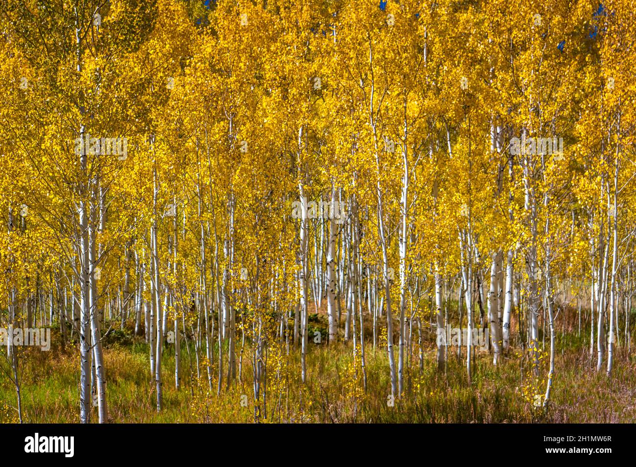 PINE CREEK COOKHOUSE ASCHCROFT COLORADO USA Stock Photo - Alamy