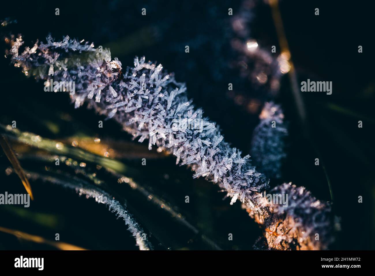 Closeup shot of frost on the grass Stock Photo - Alamy