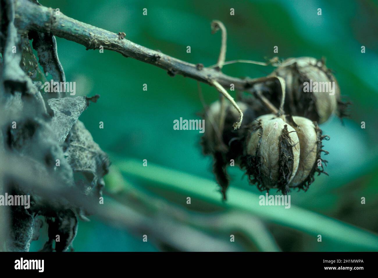 Muscat nut at a garden in the city of Vientiane in Lao in the south of ...