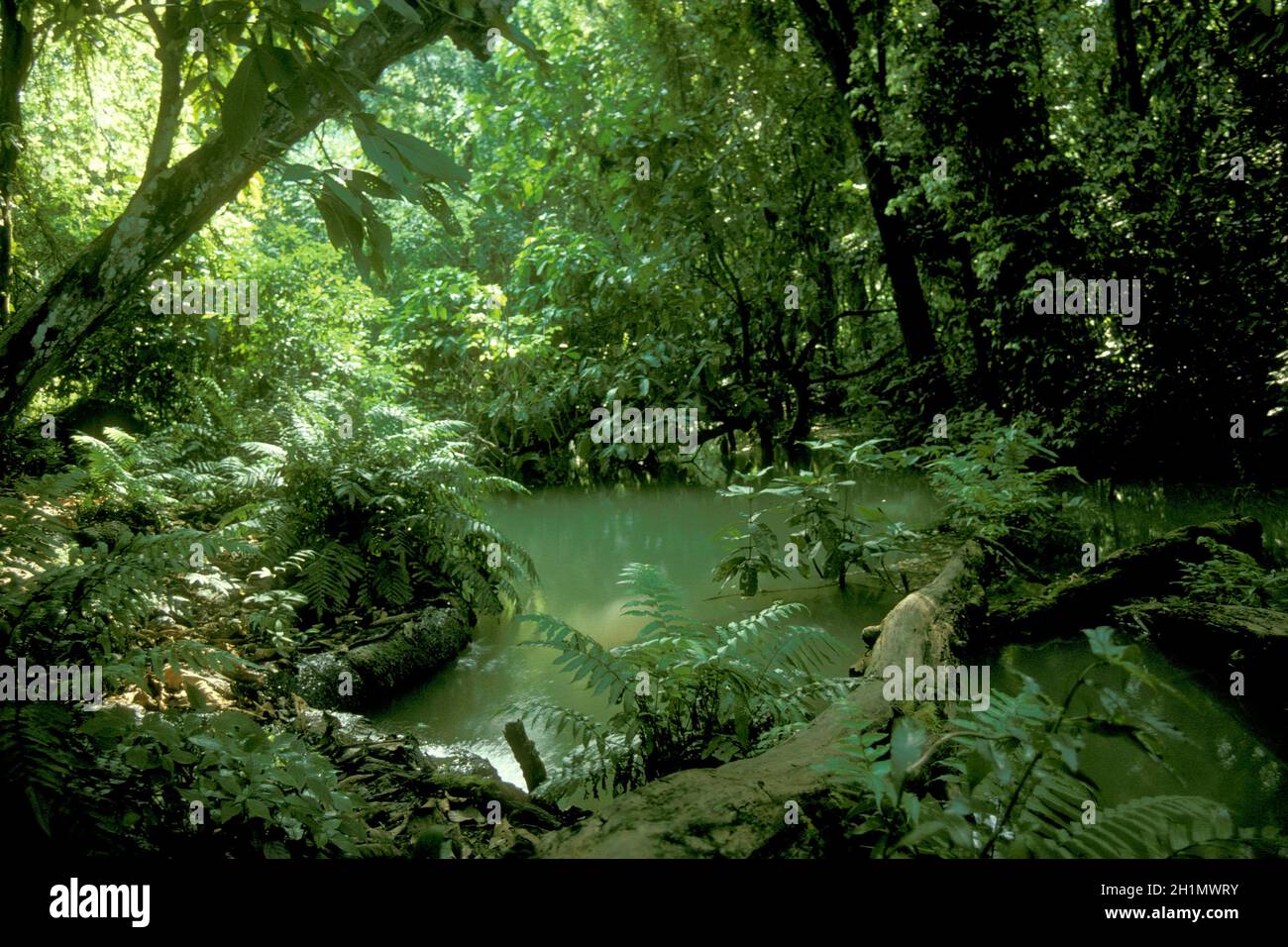 the nature in the Rainforest on the Bolaven Plateau near the city of ...