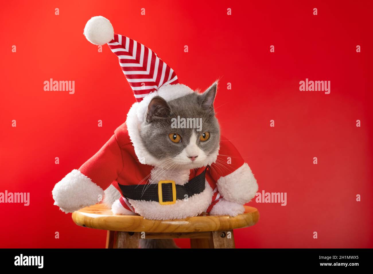 Fluffy cat dressed santa claus hi-res stock photography and images - Alamy