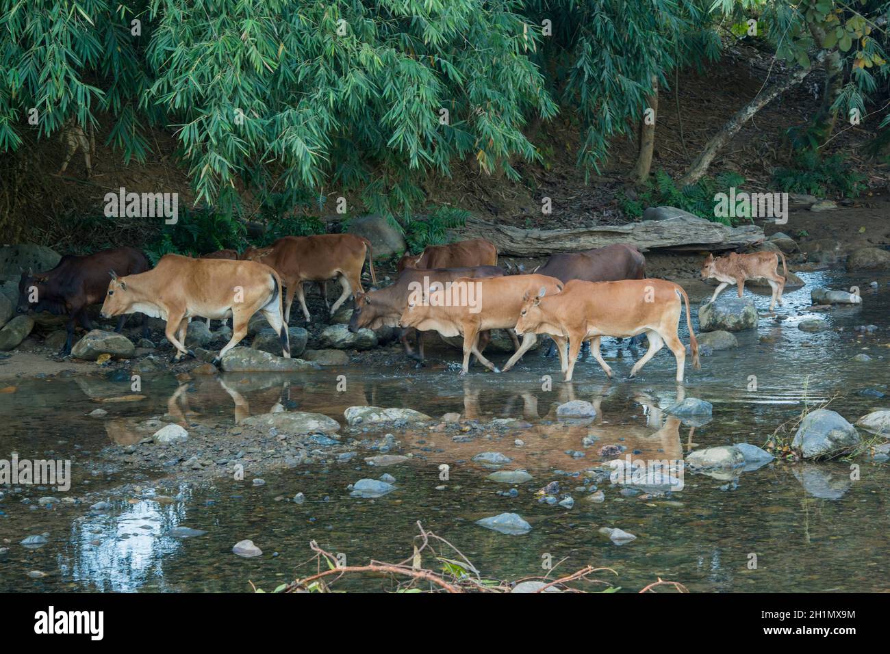 cows at the Village of Huay Xai in Lao at the Mekong River from the ...