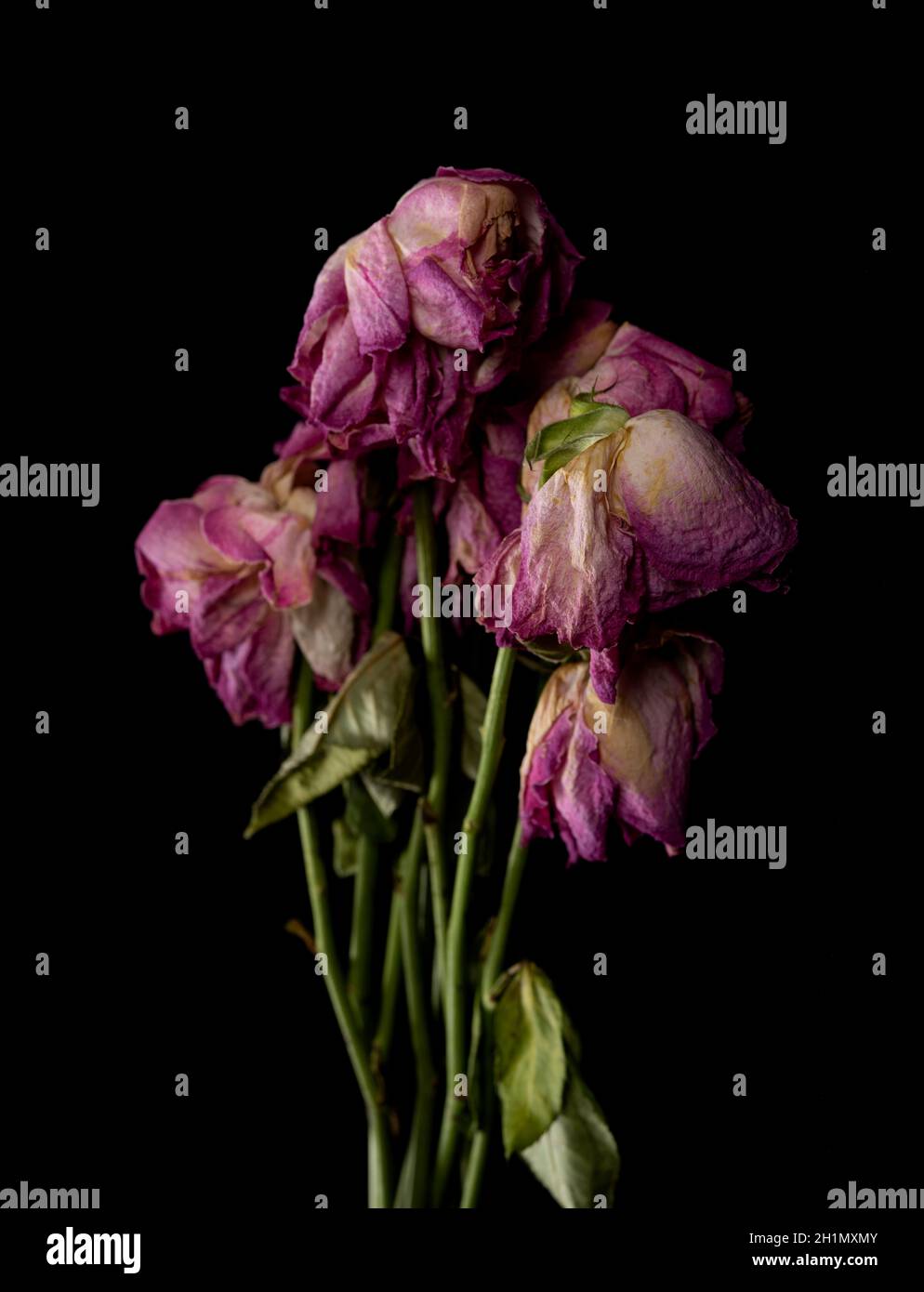 Carnations dead hi-res stock photography and images - Alamy