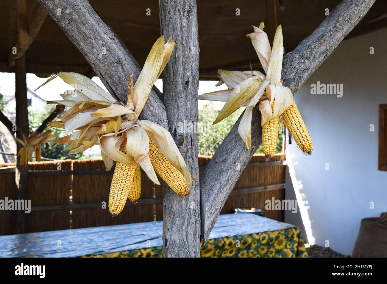 Ears of yellow corn hi-res stock photography and images - Alamy