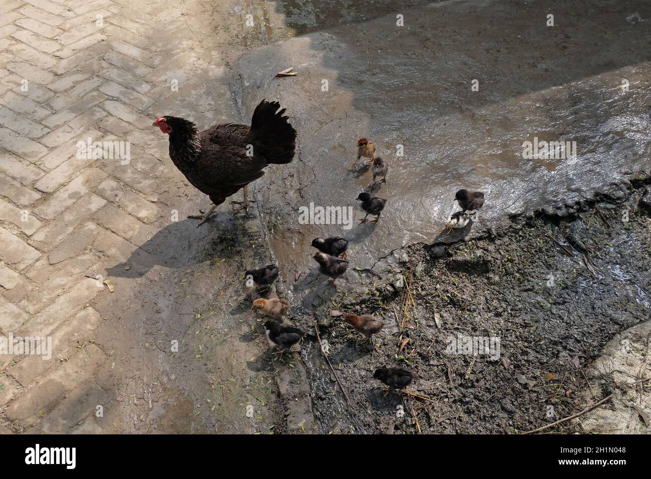 Mother hen and her fledglings Stock Photo - Alamy