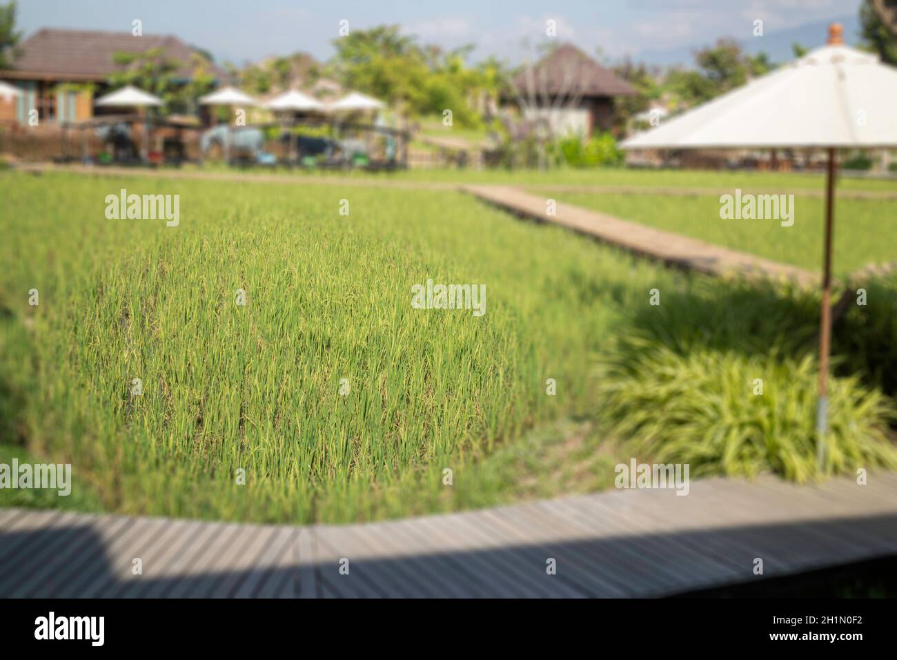 Simple walkway in summer rice field resort, stock photo Stock Photo - Alamy