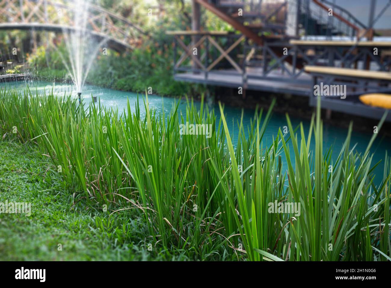Green rice field relax in summer, stock photo Stock Photo - Alamy