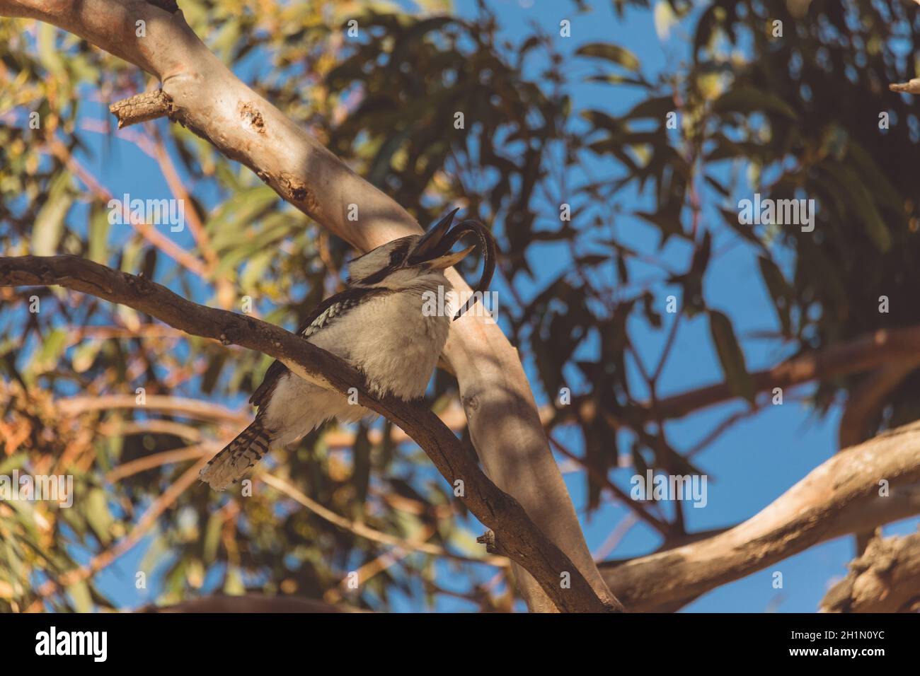 Kookaburra dacelo novaeguineae queensland hi-res stock photography and ...