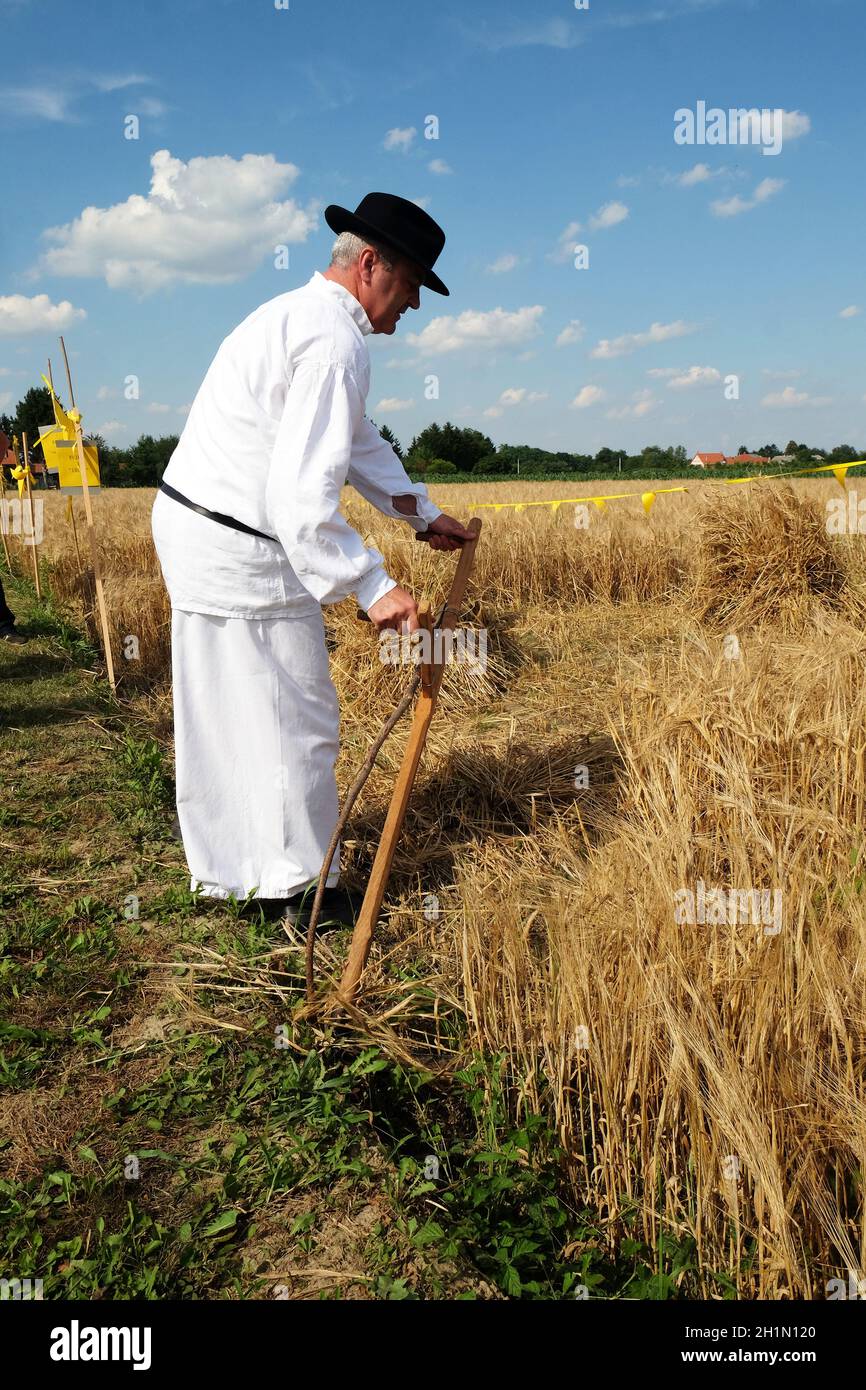 Farmer harvesting wheat with scythe in wheat fields in Nedelisce ...