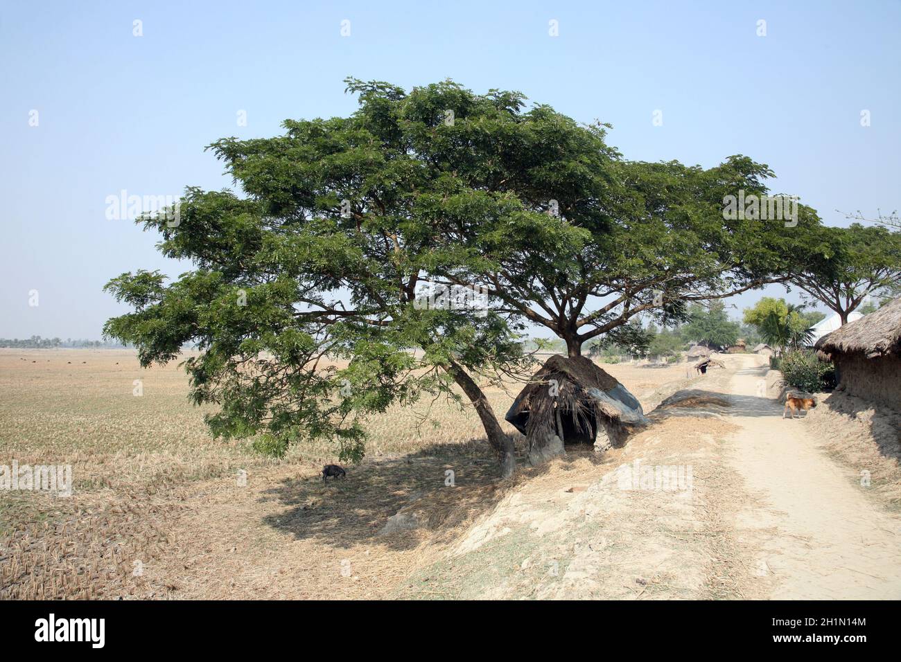 Bengali village hi-res stock photography and images - Alamy