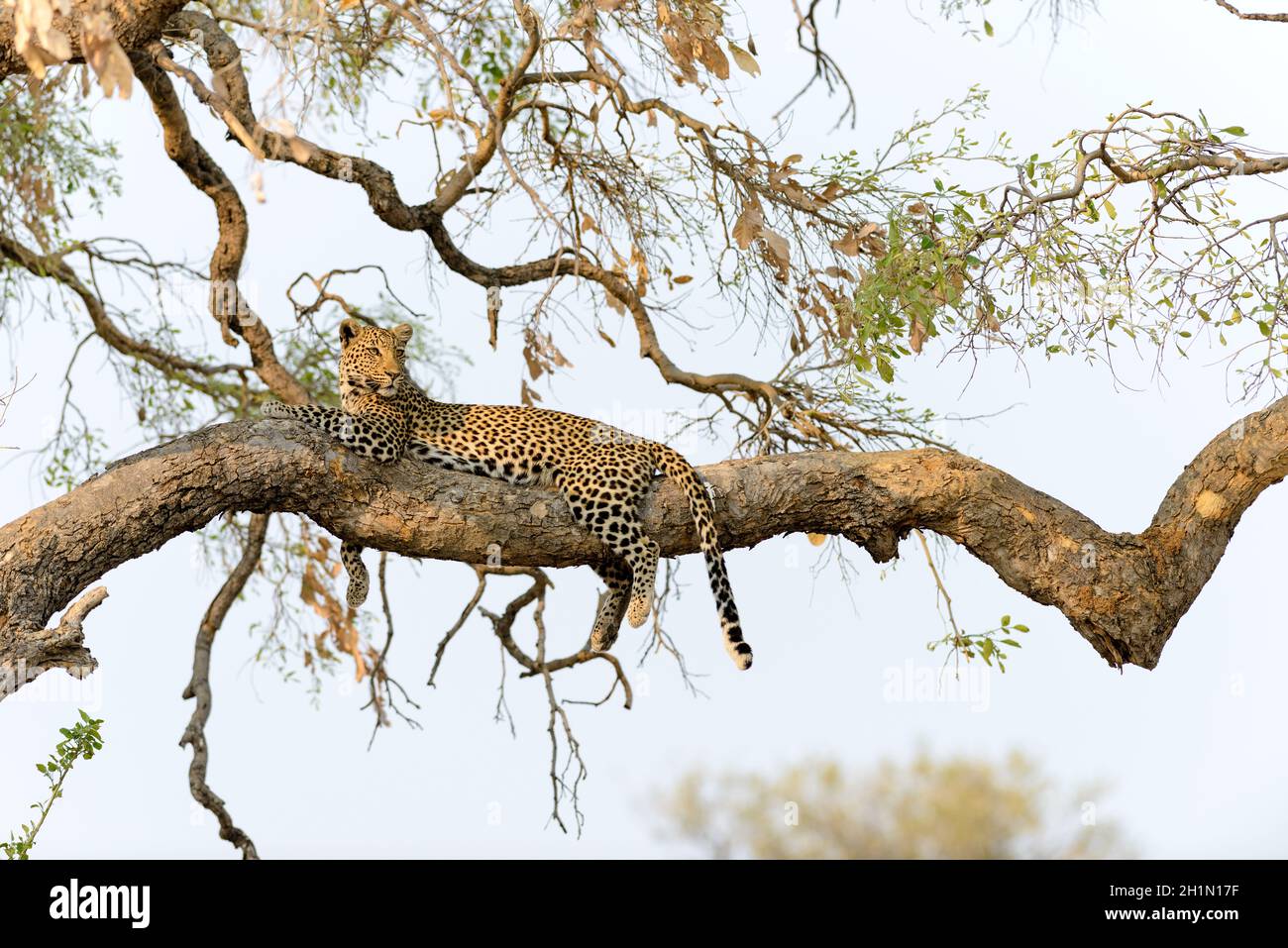 Botswana leopard tree hi-res stock photography and images - Alamy