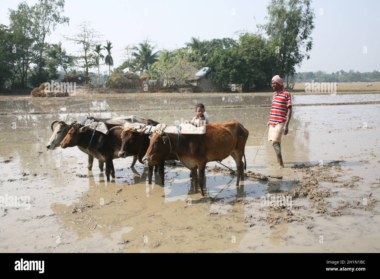 Bulls with a plough in a field hi-res stock photography and images - Alamy