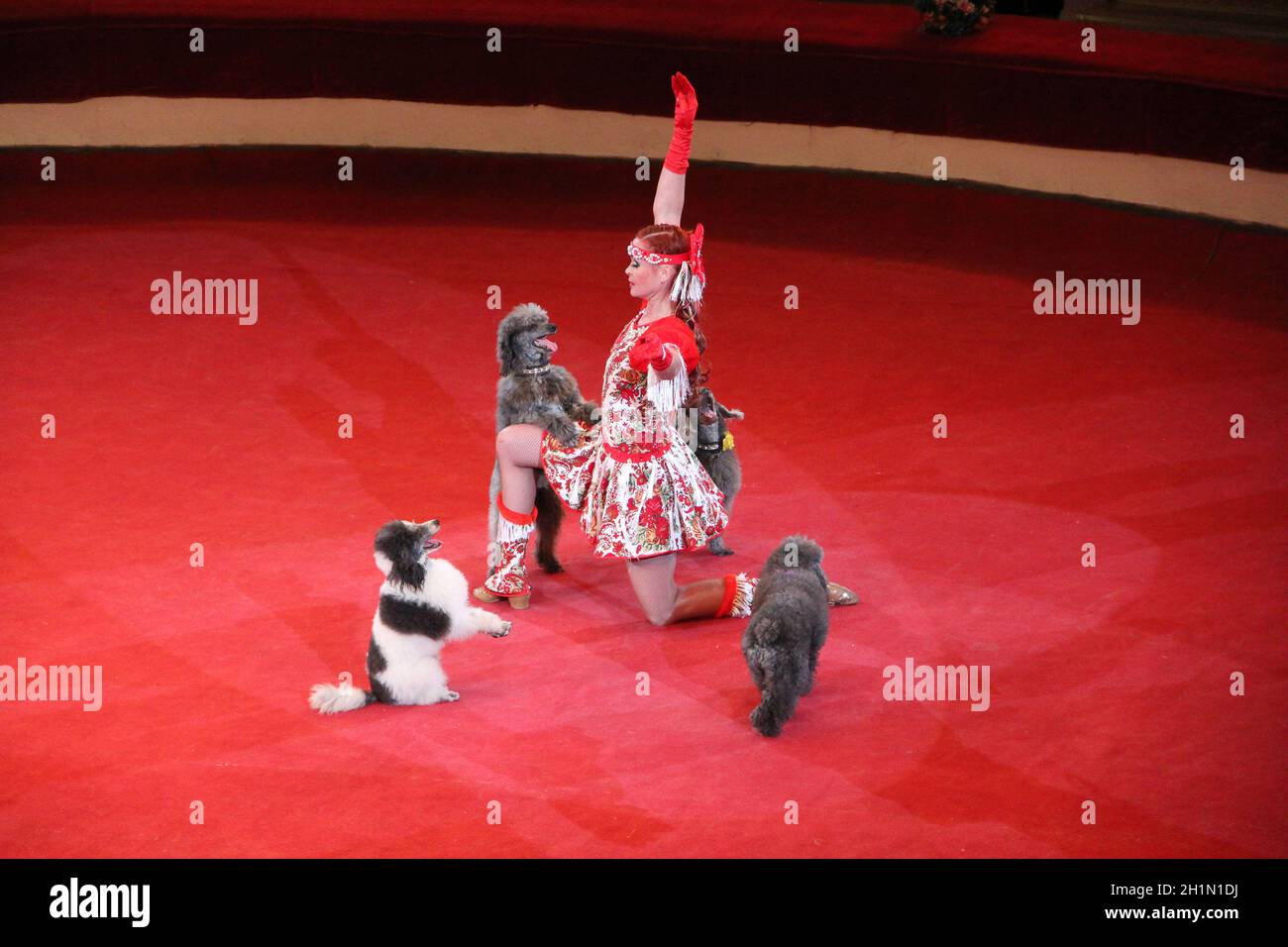 Dancing dog together hi-res stock photography and images - Alamy