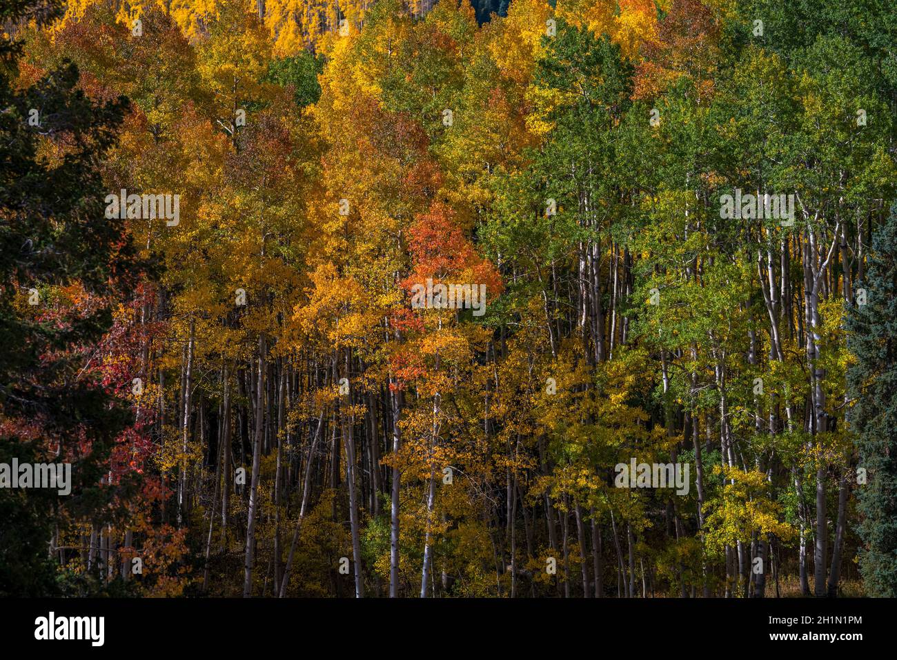 Aspen trees crested butte hi-res stock photography and images - Alamy