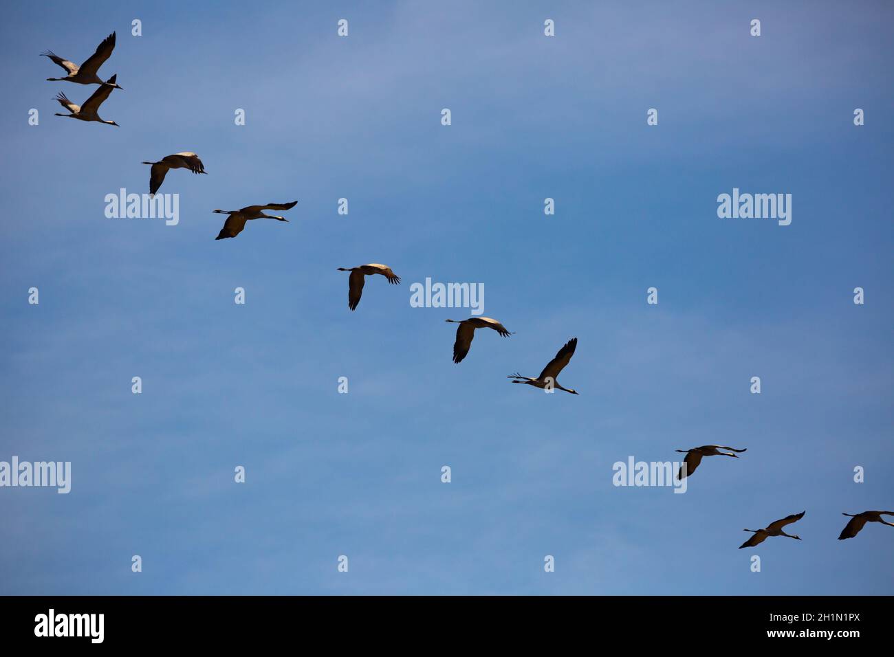 Common cranes flying breeding hi-res stock photography and images - Alamy