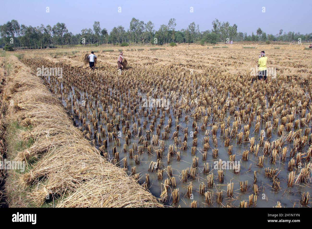 Farmer havesting rice on rice field in Baidyapur, West Bengal, India ...
