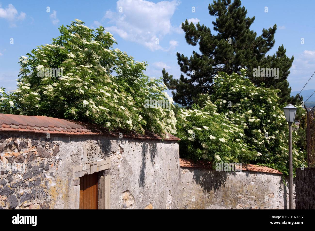 Weisser, Holunder; Haschberg; Holunderbeere; Sambucus, nigra ...