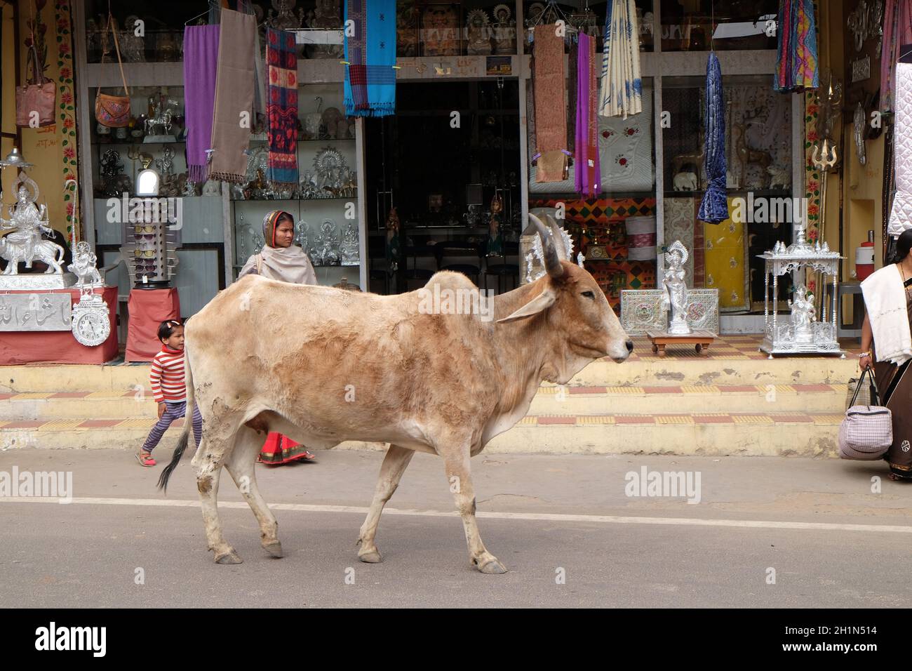 Cows strolling around in the city of Pushkar, India. Most Hindus ...