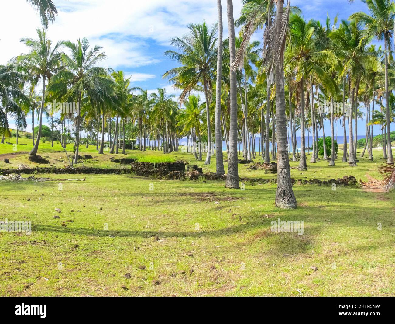 Palm trees on Easter Island. nature and plants on Easter Island Stock ...