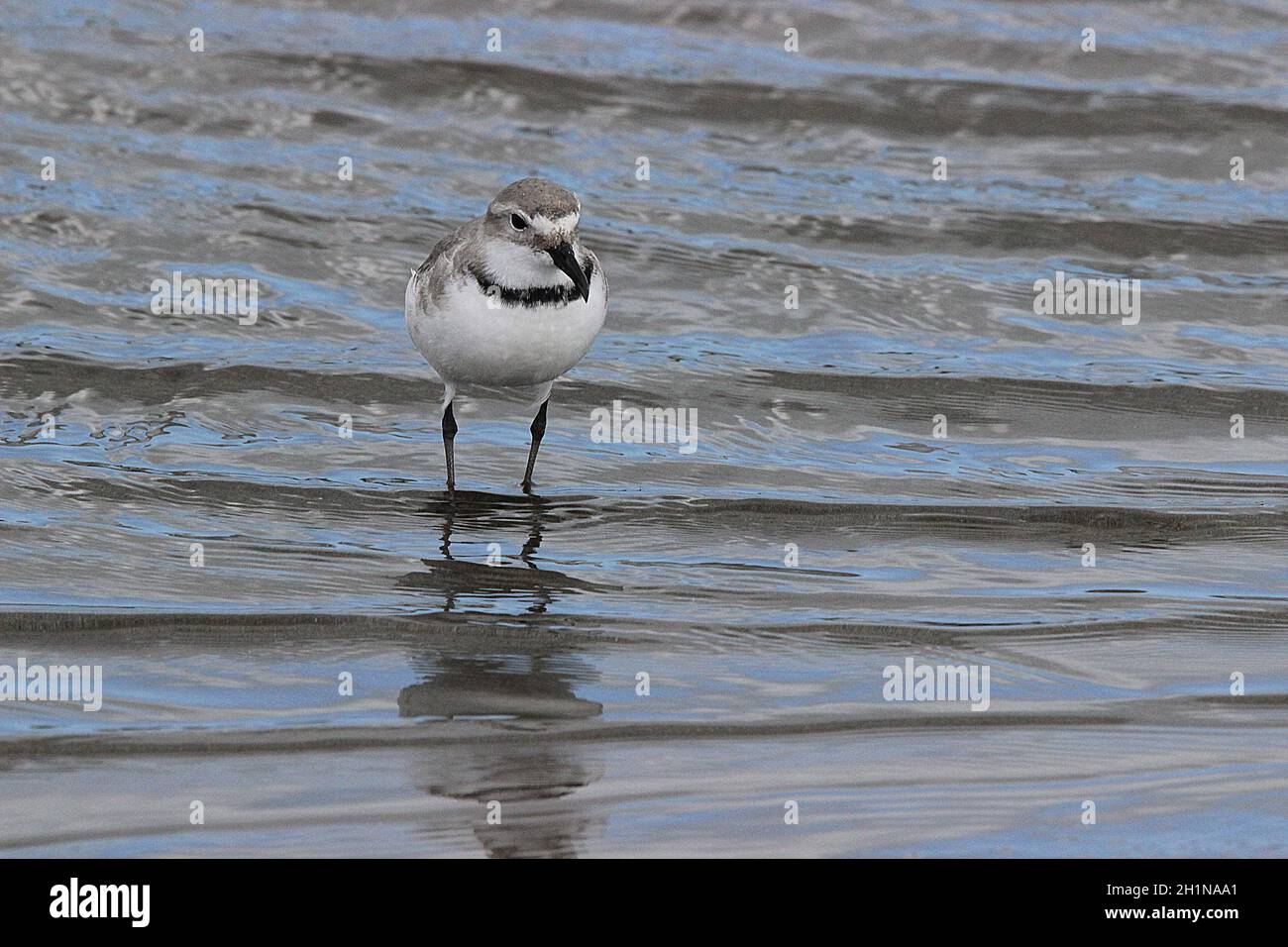 New Zealand wrybill (Anarhynchus frontalis Stock Photo - Alamy