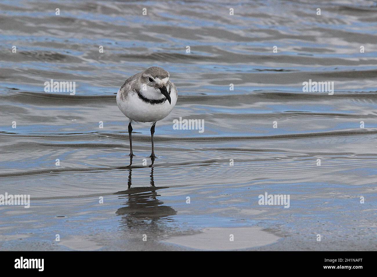 New Zealand wrybill (Anarhynchus frontalis Stock Photo - Alamy