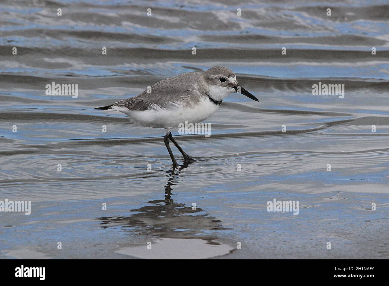 New Zealand wrybill (Anarhynchus frontalis Stock Photo - Alamy