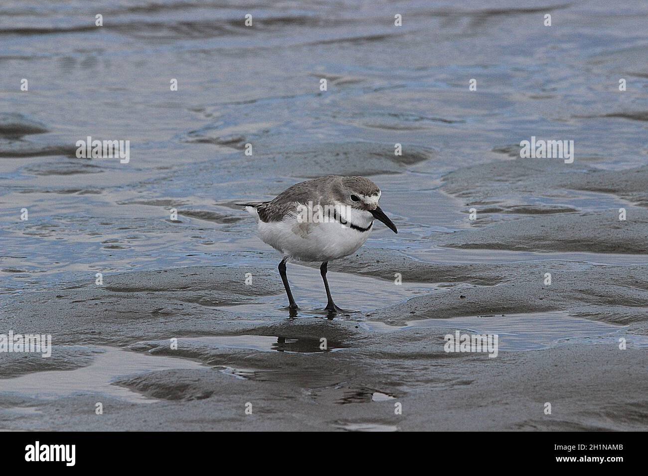 New Zealand wrybill (Anarhynchus frontalis Stock Photo - Alamy