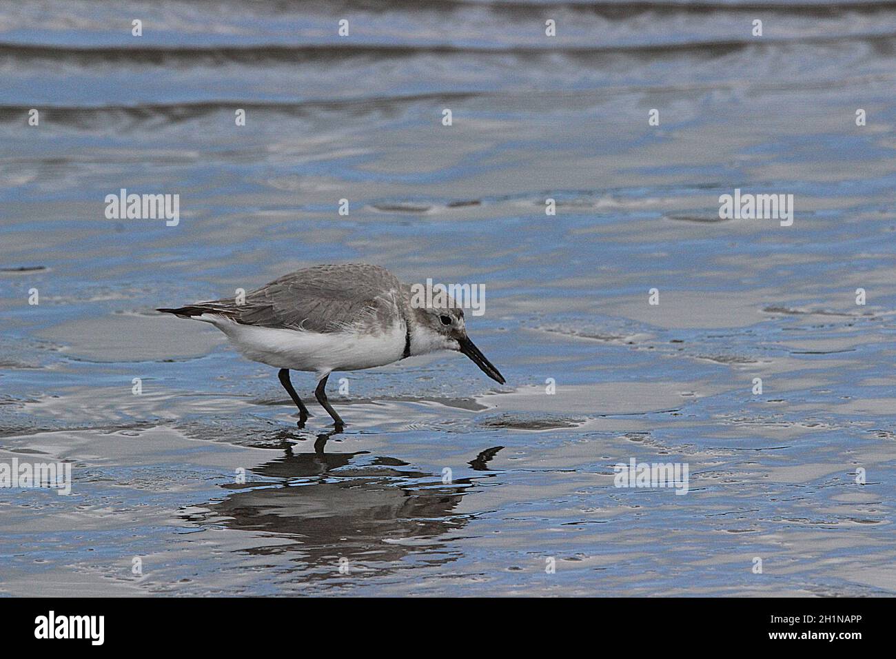 New Zealand wrybill (Anarhynchus frontalis Stock Photo - Alamy