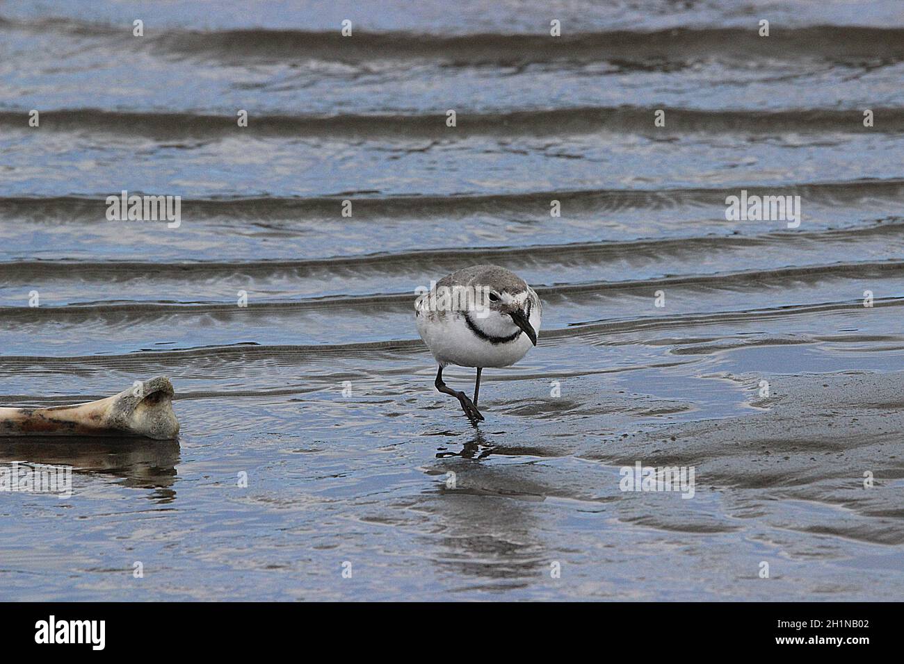 New Zealand wrybill (Anarhynchus frontalis Stock Photo - Alamy