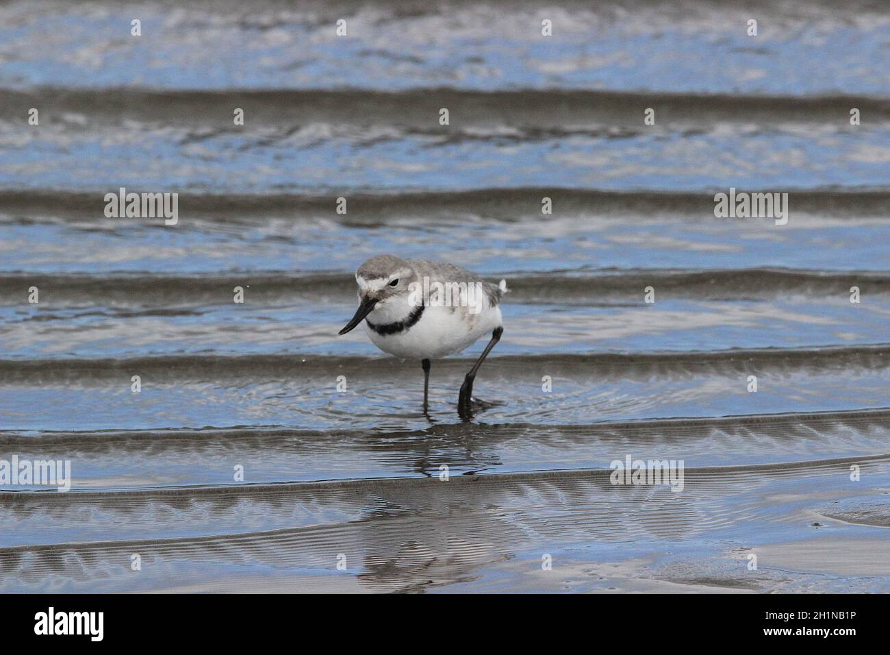 New Zealand wrybill (Anarhynchus frontalis Stock Photo - Alamy