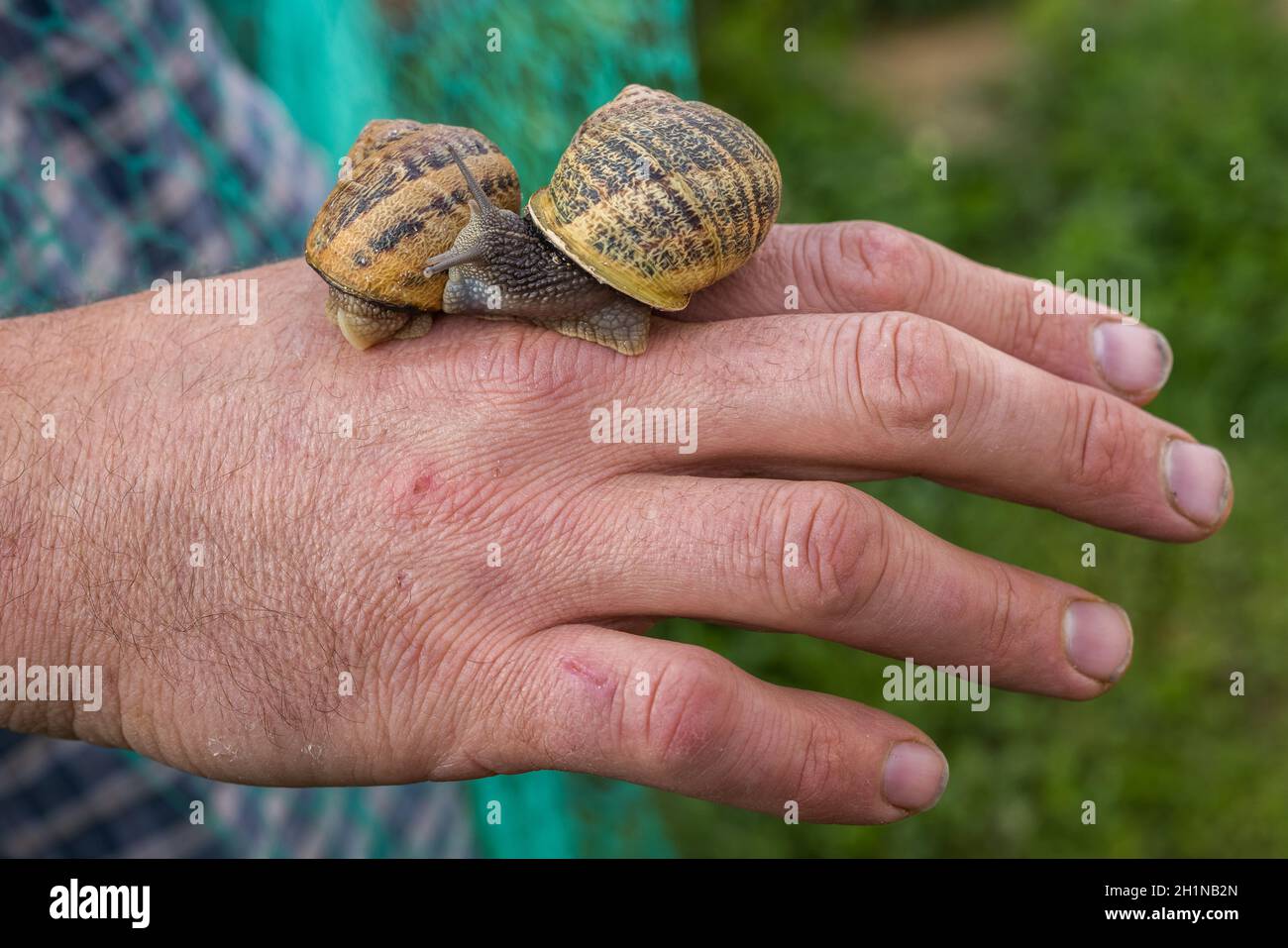 Ebersheim, France. 12th Oct, 2021. Two snails lie on the hand of snail ...
