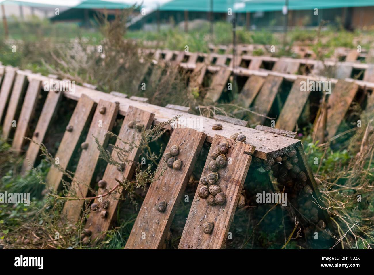 Ebersheim, France. 12th Oct, 2021. Snails stick on and under boards ...