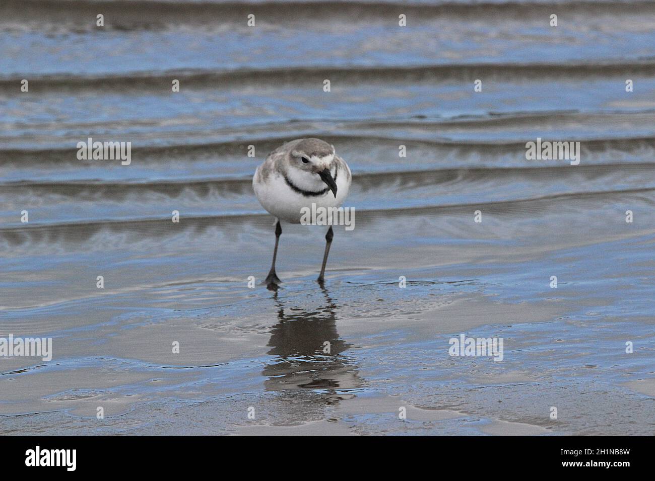 New Zealand wrybill (Anarhynchus frontalis Stock Photo - Alamy
