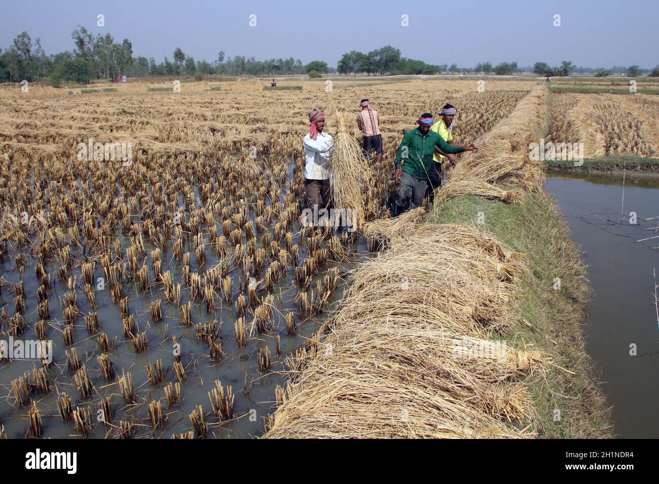 Farmer havesting rice on rice field in Baidyapur, West Bengal, India ...
