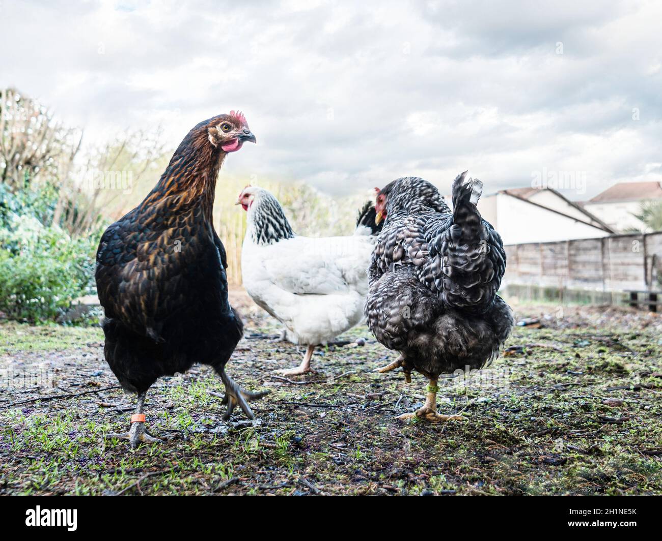 Farmyard in winter time. Three laying hens of the Marans, Sussex and ...