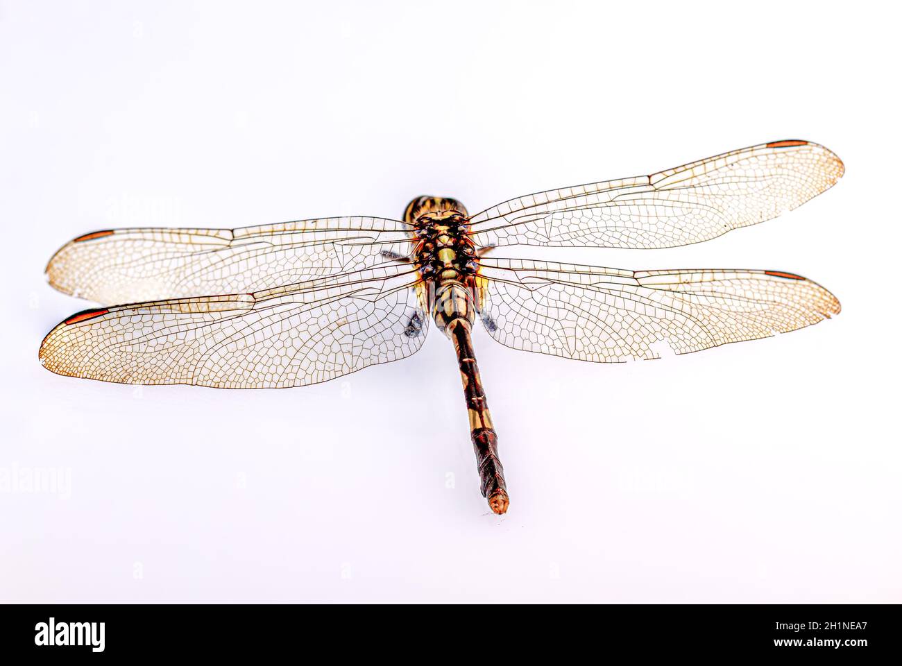 A dragonfly isolated on a white background, viewed from above, for an ...