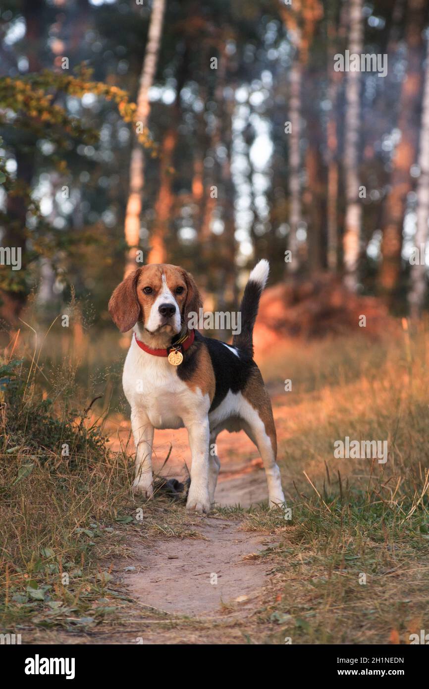 Furry protector hi-res stock photography and images - Alamy