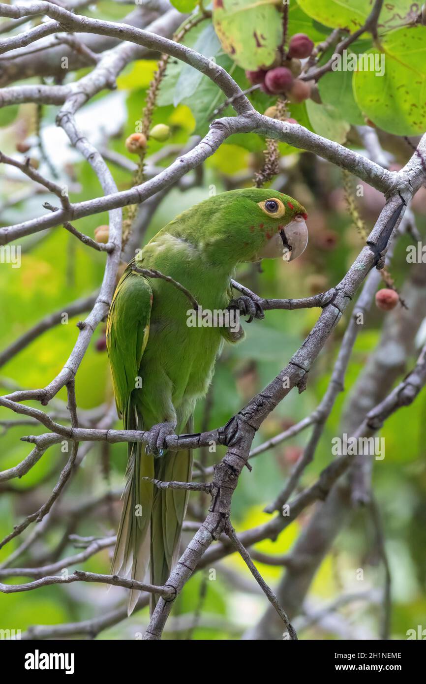 American parakeet hi-res stock photography and images - Alamy