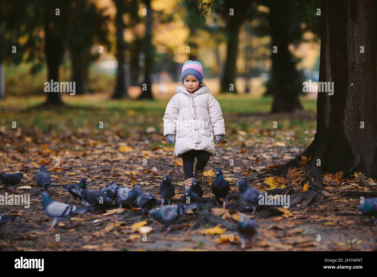 young blonde girl chasing birds in the park, autumn Stock Photo - Alamy