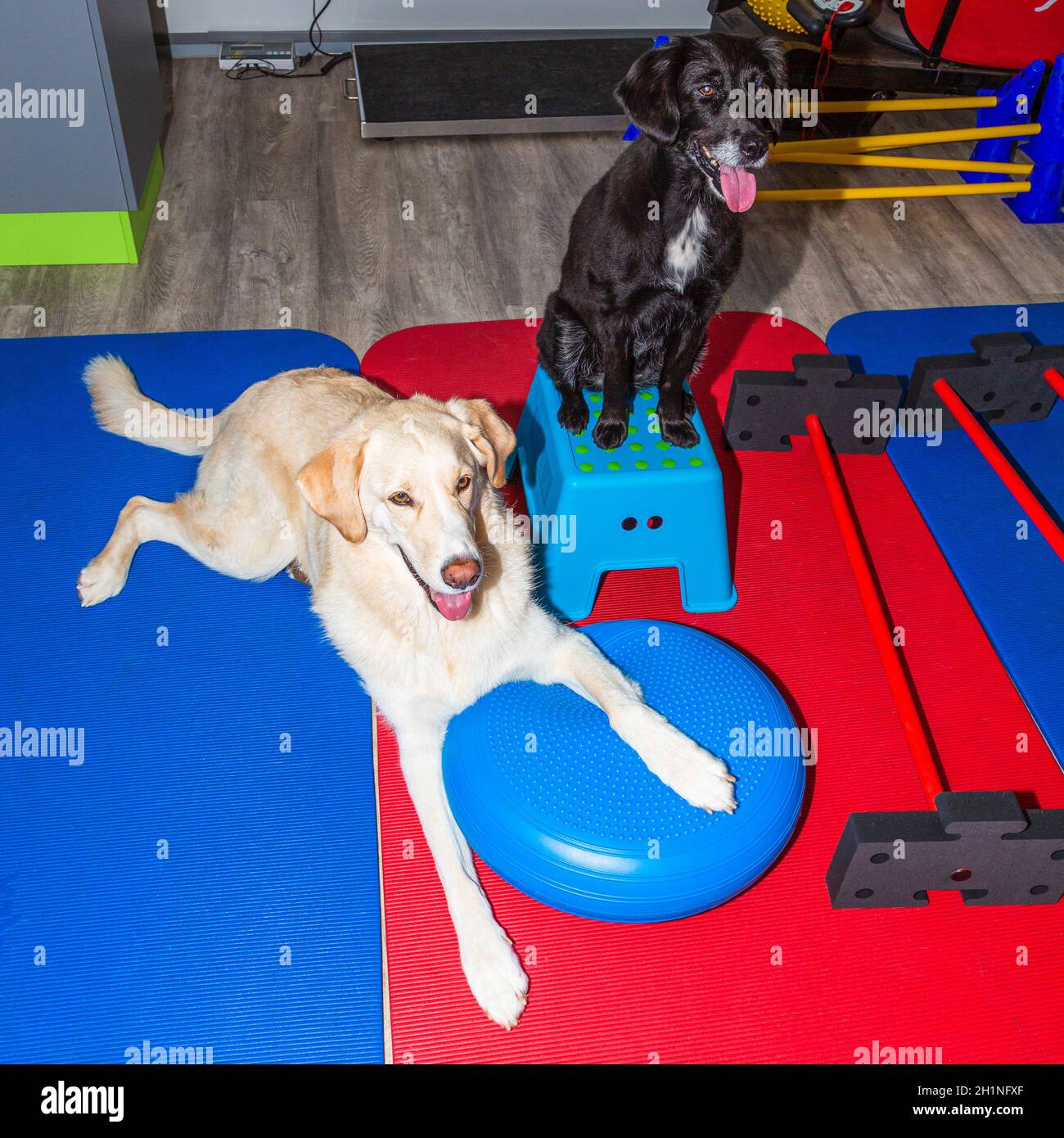 two dogs waiting in office for treatment in physical therapy Stock ...