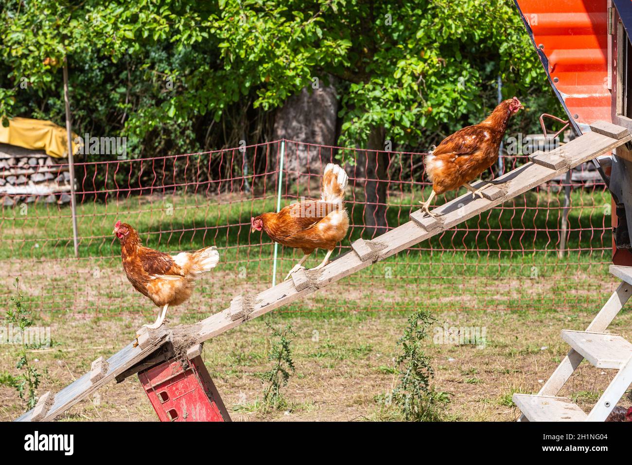 three hens on a chicken ladder outdoors in sunshine Stock Photo - Alamy