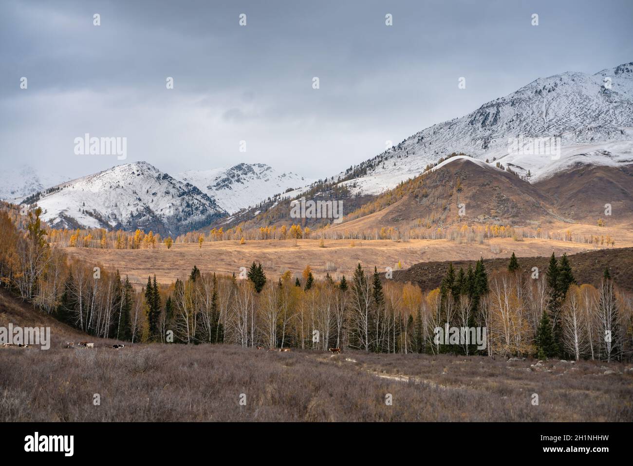 Autumn landscape in Kanas, Xinjiang province, China Stock Photo - Alamy