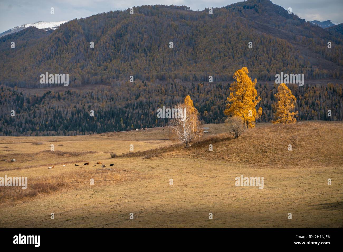 Autumn landscape in Kanas, Xinjiang province, China Stock Photo - Alamy