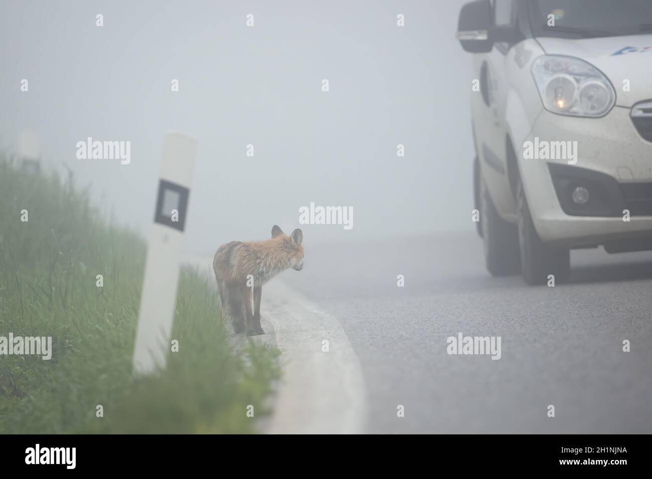 Car passing by a fox standing on the side of a road. Vehicle driving ...