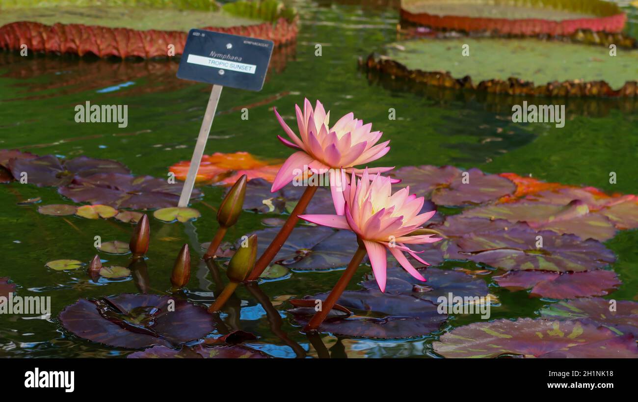 Close up of pink water lily inside the Royal Botanical Garden in Madrid ...
