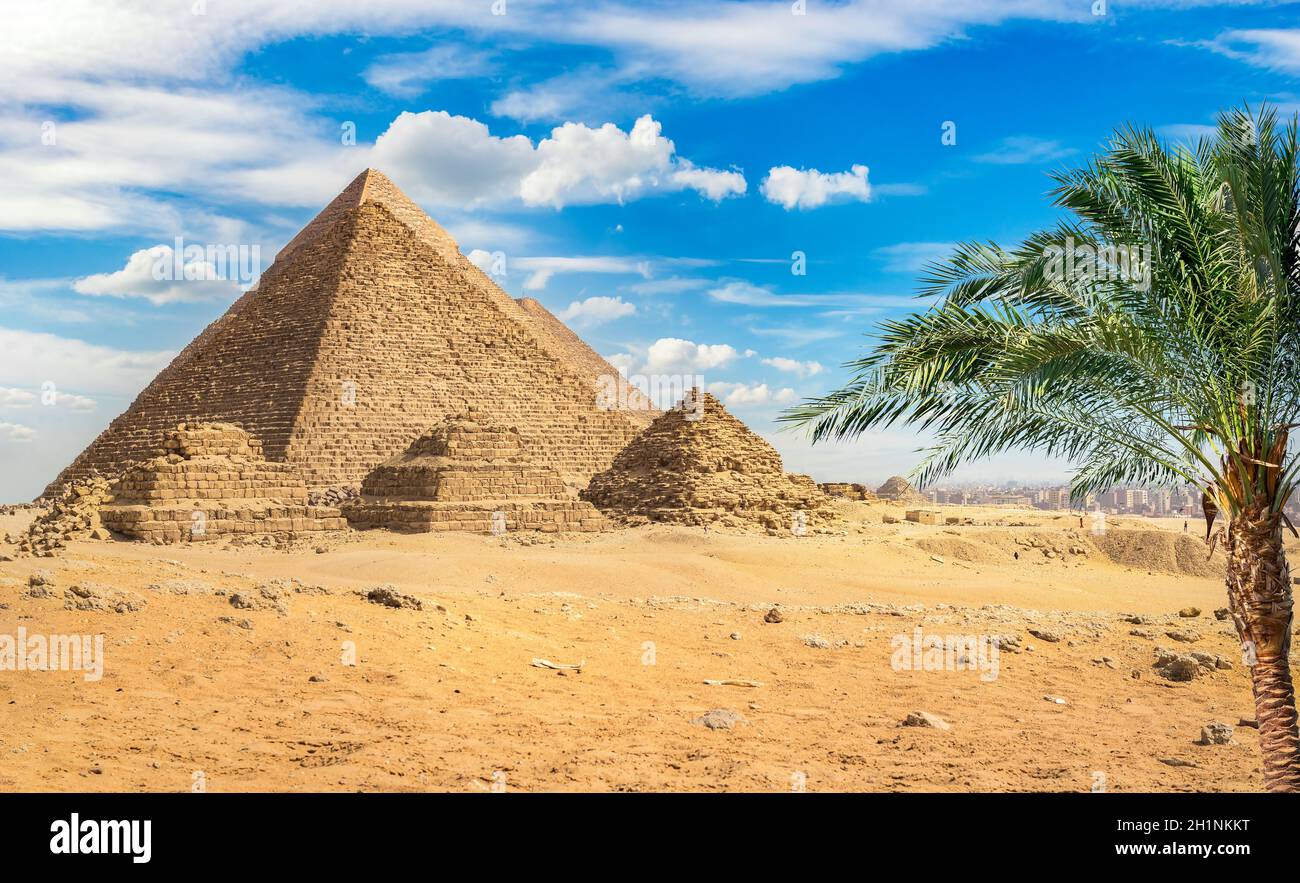 Palm tree near egyptian pyramids in desert of Giza, Cairo Stock Photo ...