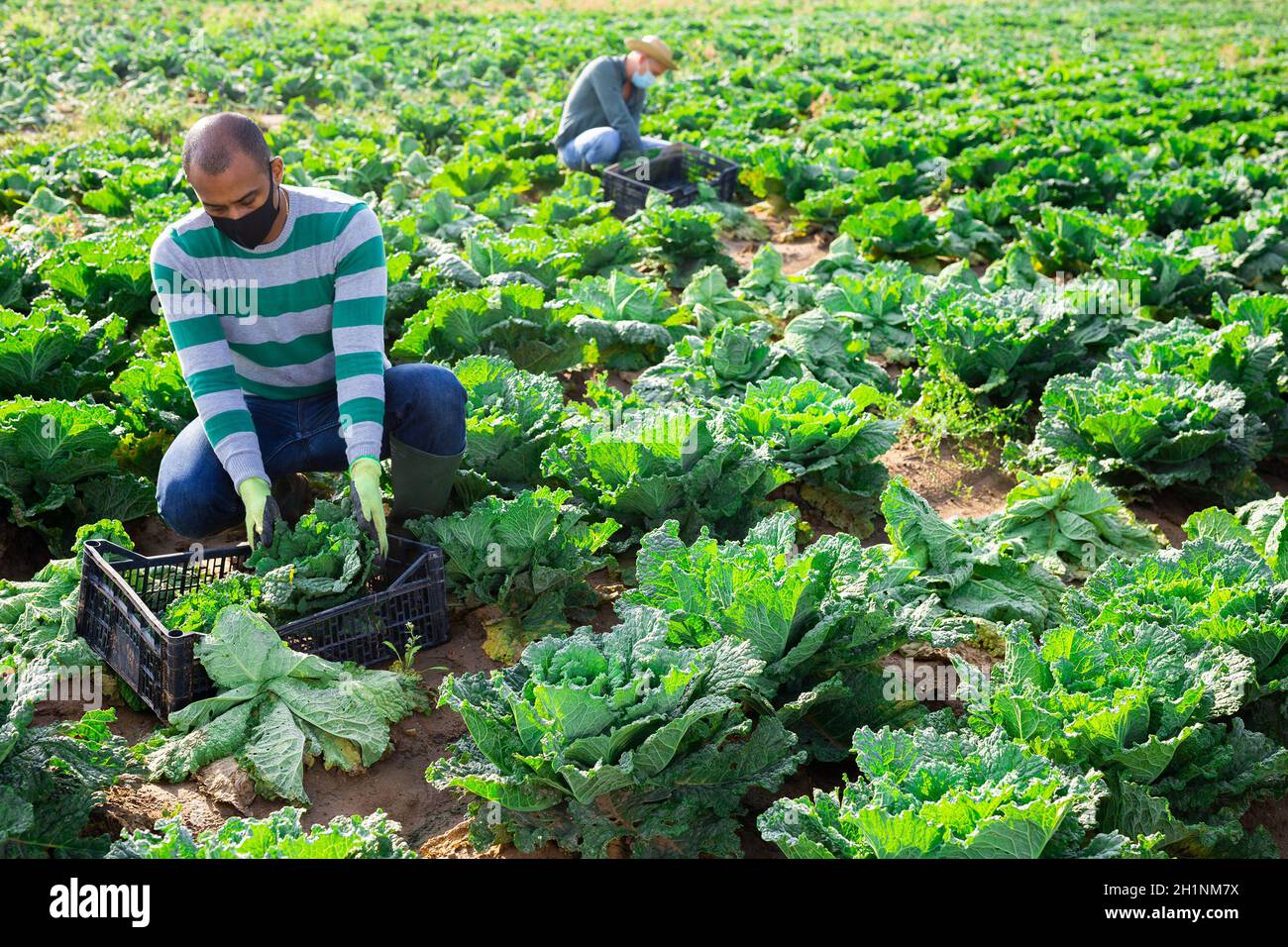 Cabbage head man hi-res stock photography and images - Alamy